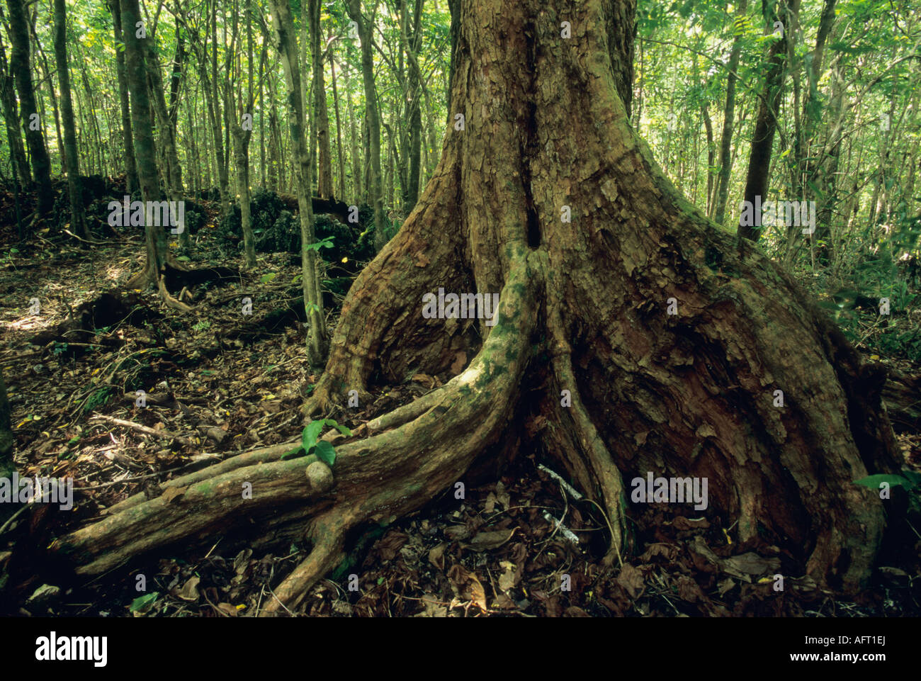 Rainforest interior, Buttressed Tree, large forest areas remain on Niue ...
