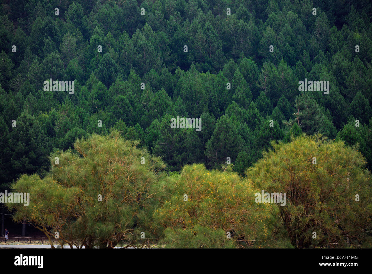 Fir Trees Mount Etna Sicily Italy Stock Photo - Alamy