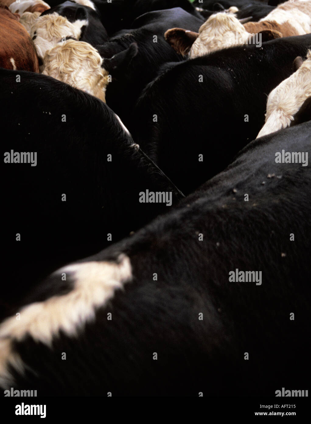 Milking shorthorn hi-res stock photography and images - Alamy