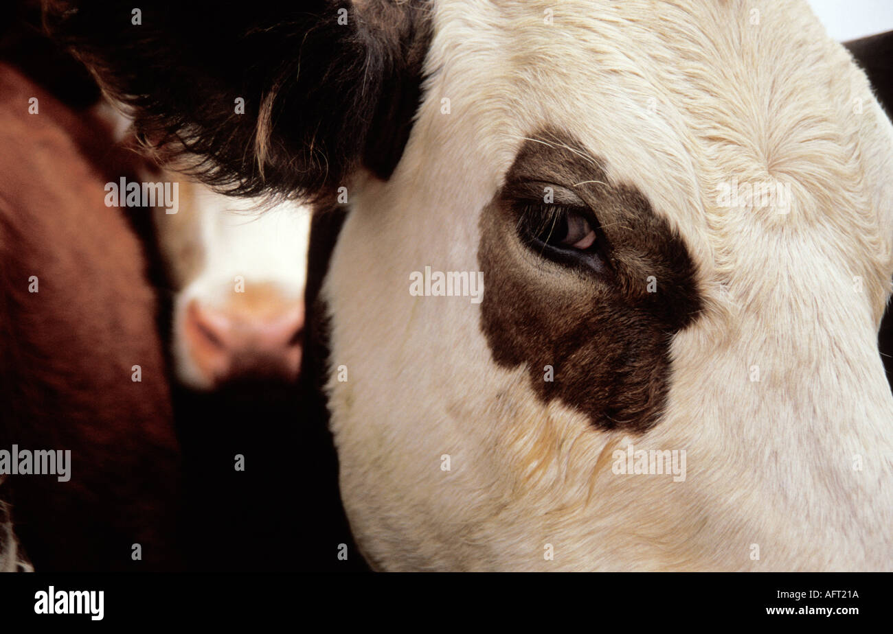 Eyeing the photographer hi-res stock photography and images - Alamy