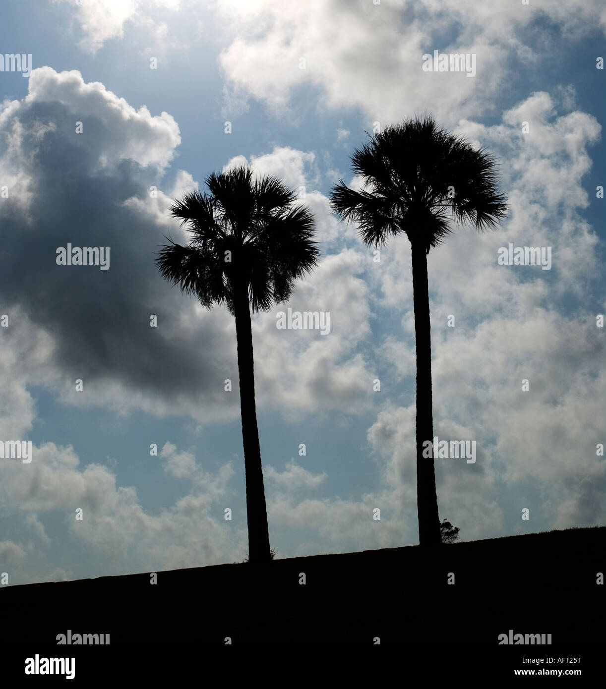 sabal palm trees St Augustine Florida Stock Photo - Alamy