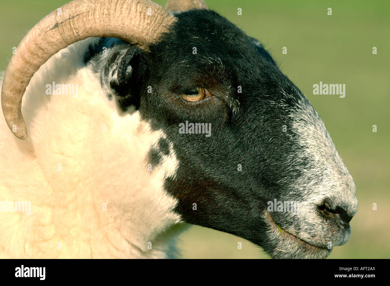 Sheep head hi-res stock photography and images - Alamy