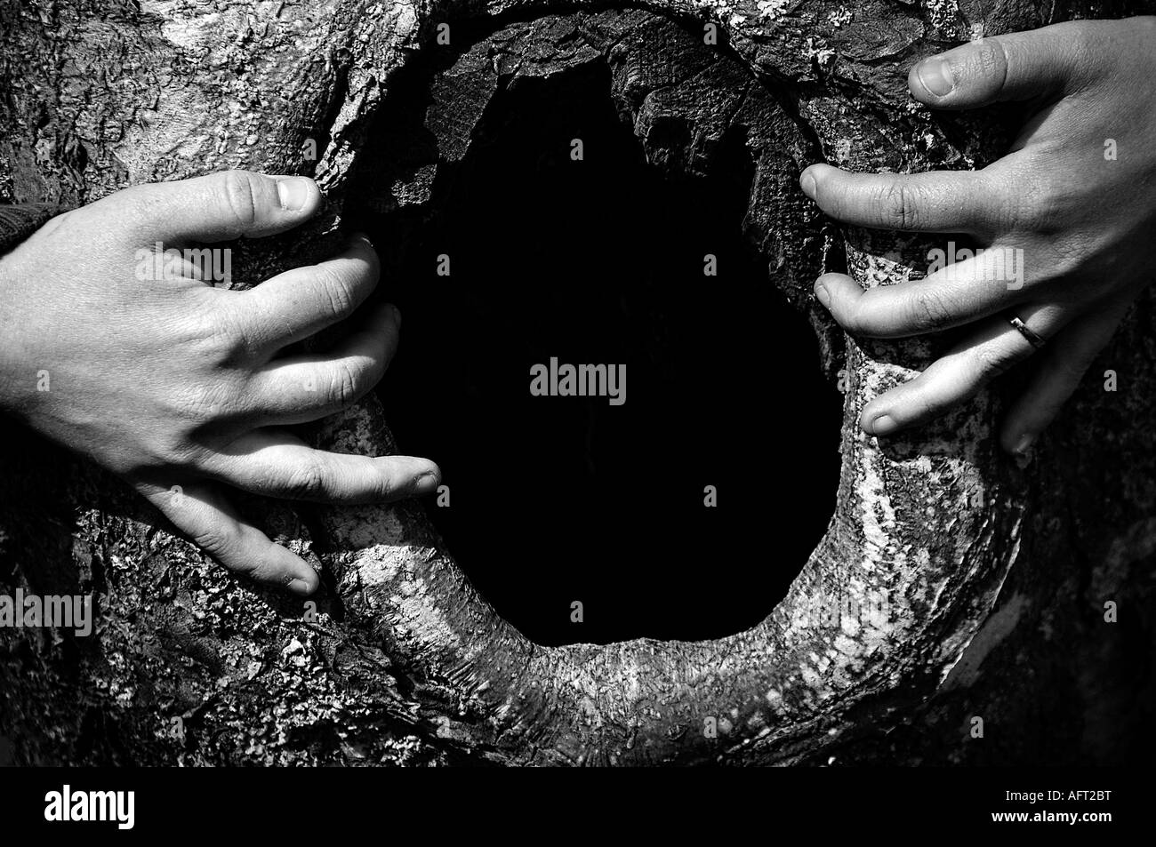 hands holding a mysterious opening in a tree stem Stock Photo - Alamy