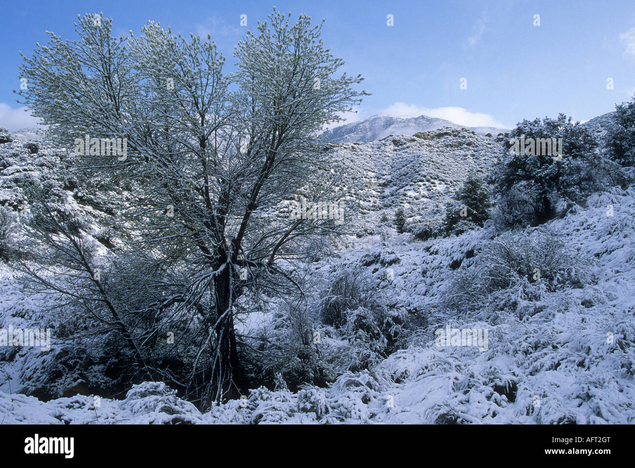 Snow dusts the Pine Mountain area in Los Padres National Forest ...