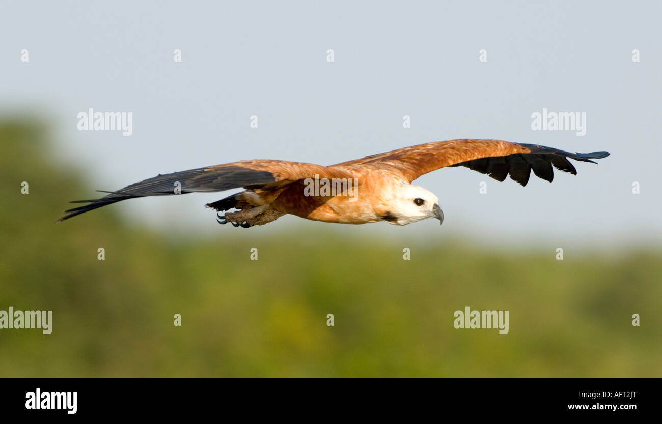 Black-collared Hawk Busarellus nigricollis Pantanal Brazil Stock Photo ...