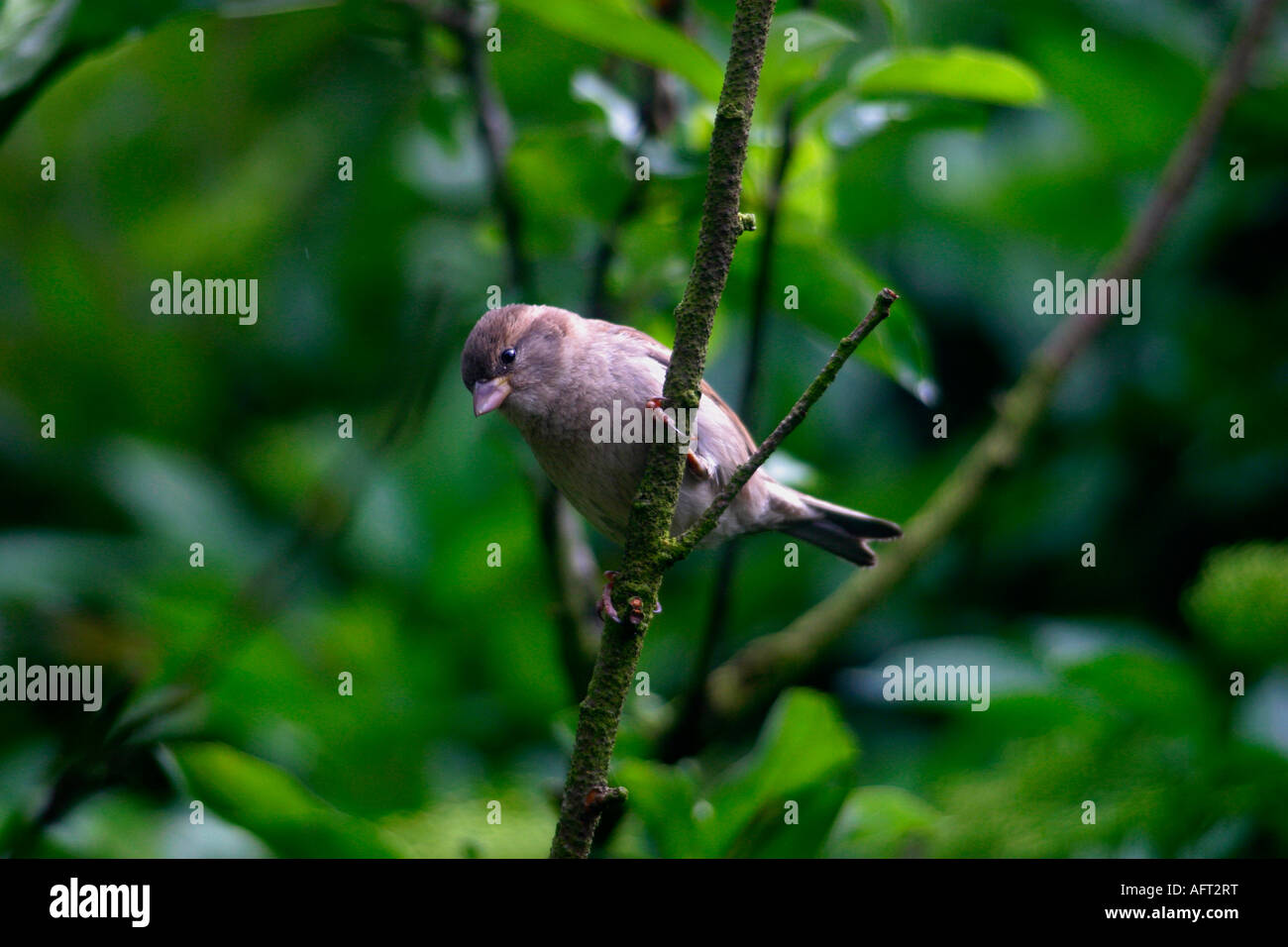 garden birds Tree sparrow female juvenile Passer montanus waiting for a ...