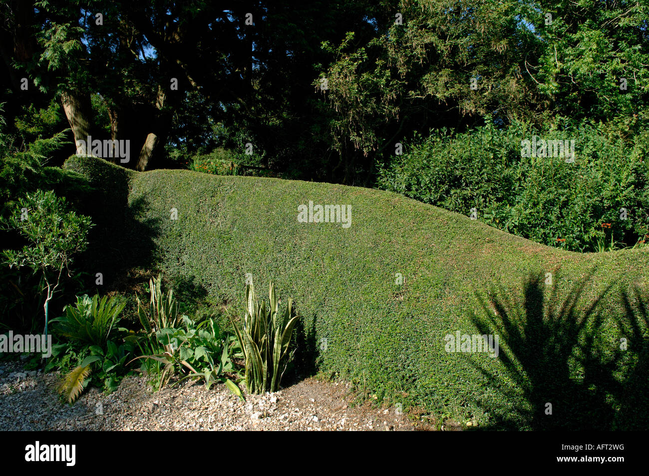 Neatly trimmed Lonicera nitida hedge bordering a house driveway Stock ...