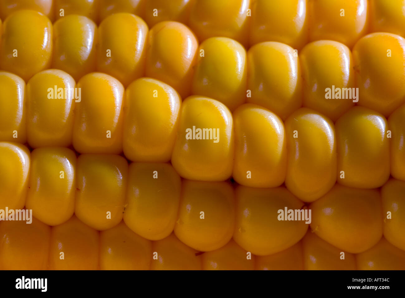 Sweetcorn crop growing in farmer hi-res stock photography and images ...