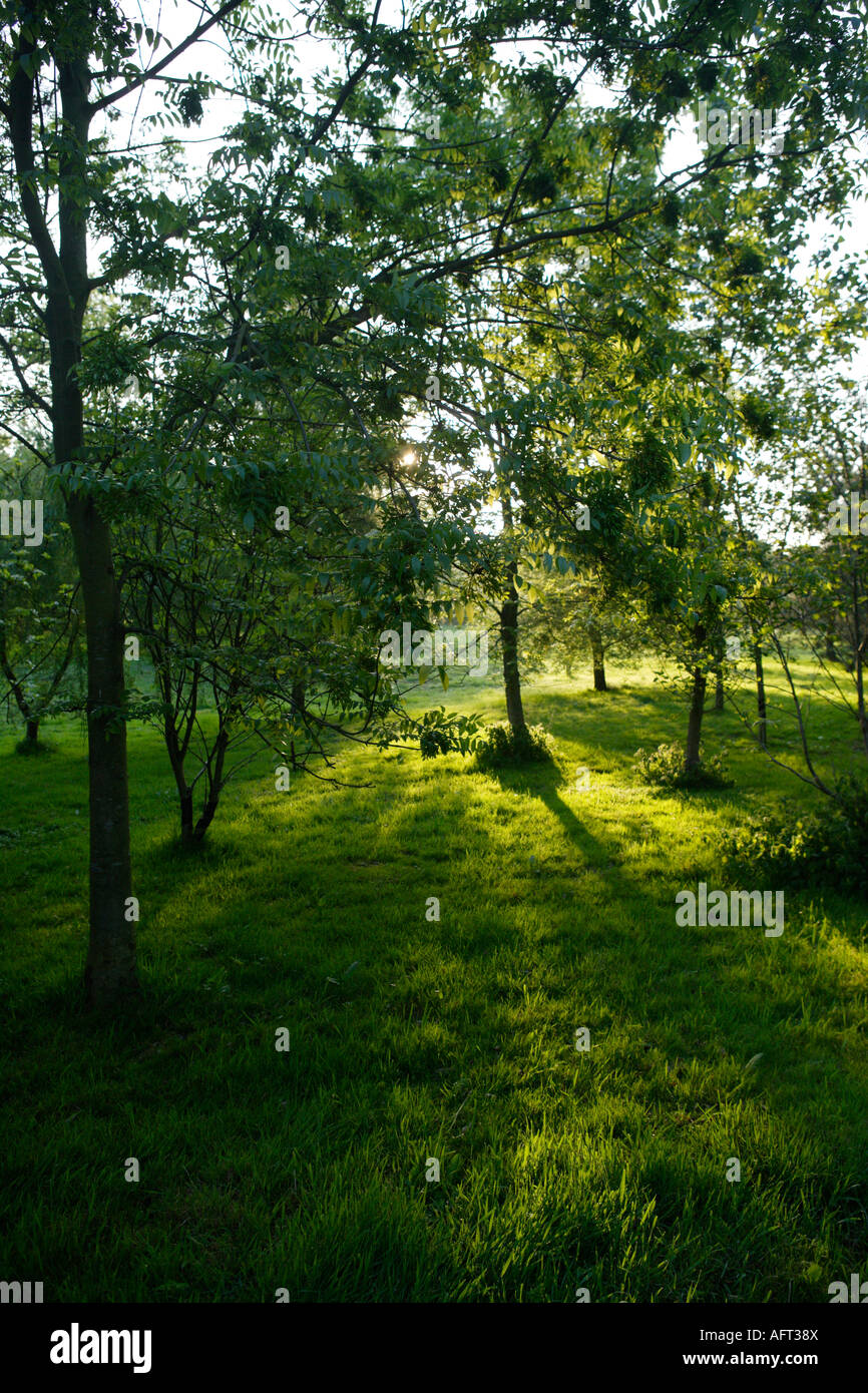 Low Early Sunlight Across Grass Through Young Trees Stock Photo - Alamy
