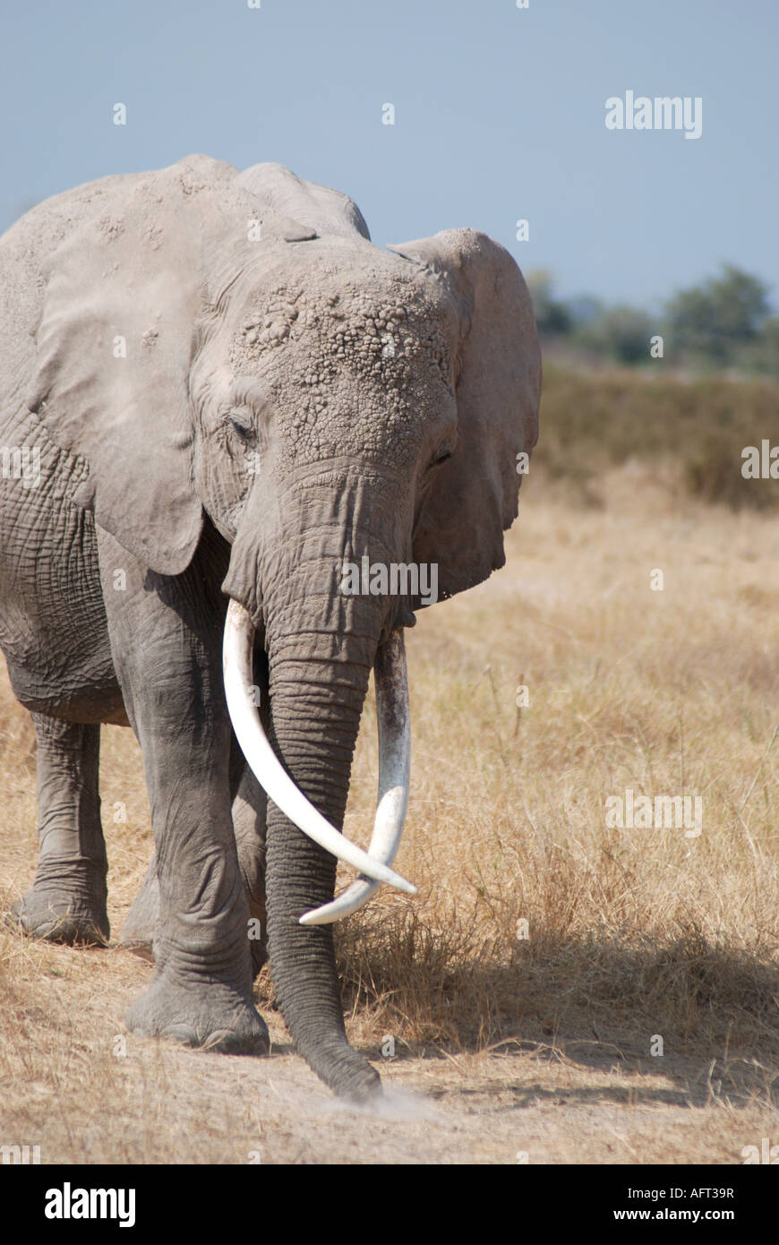 A female elephant with long tusks which cross over each other Amboseli ...