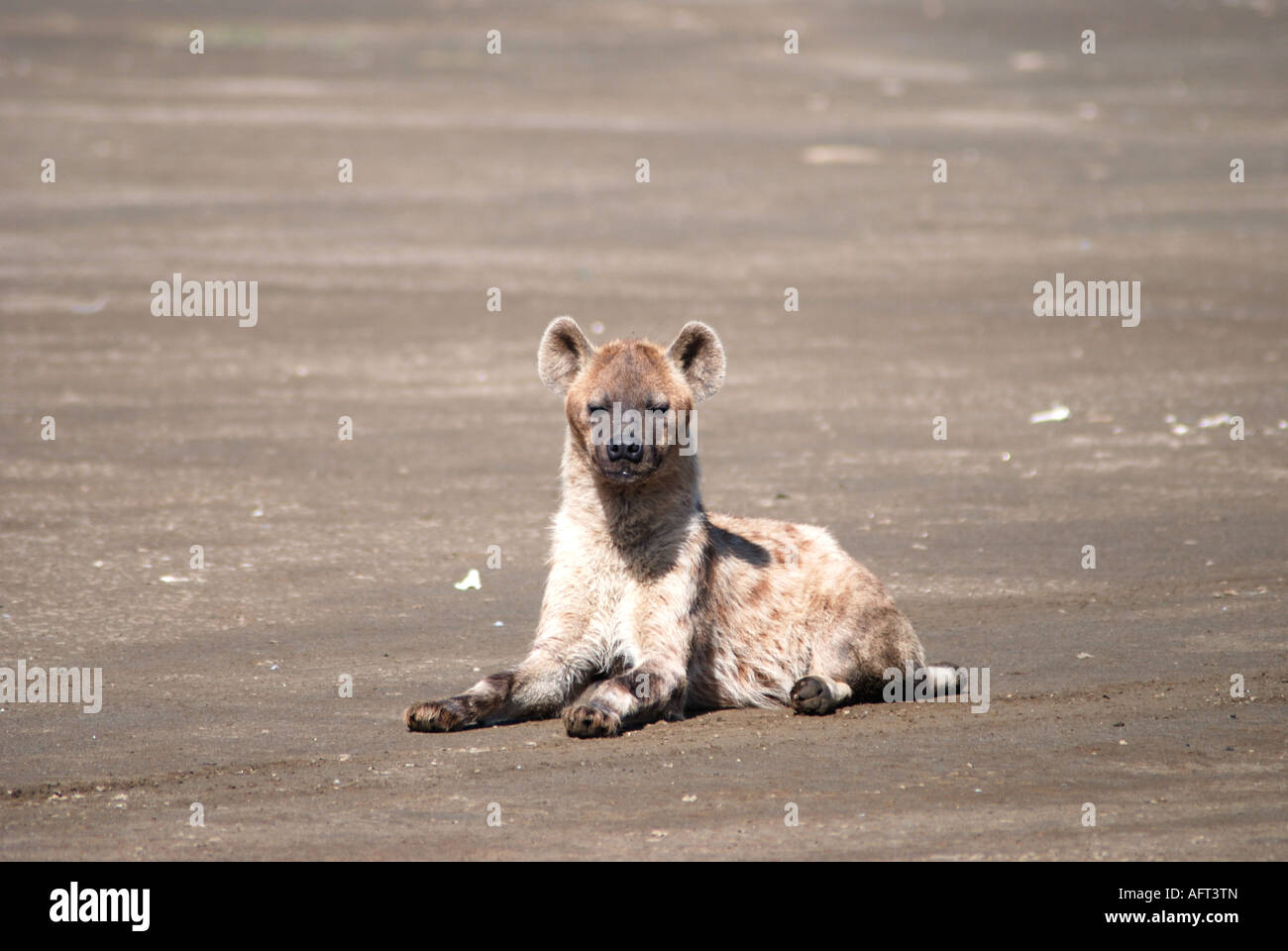 Spotted Hyena sitting down and relaxing on the shore of Lake Nakuru ...