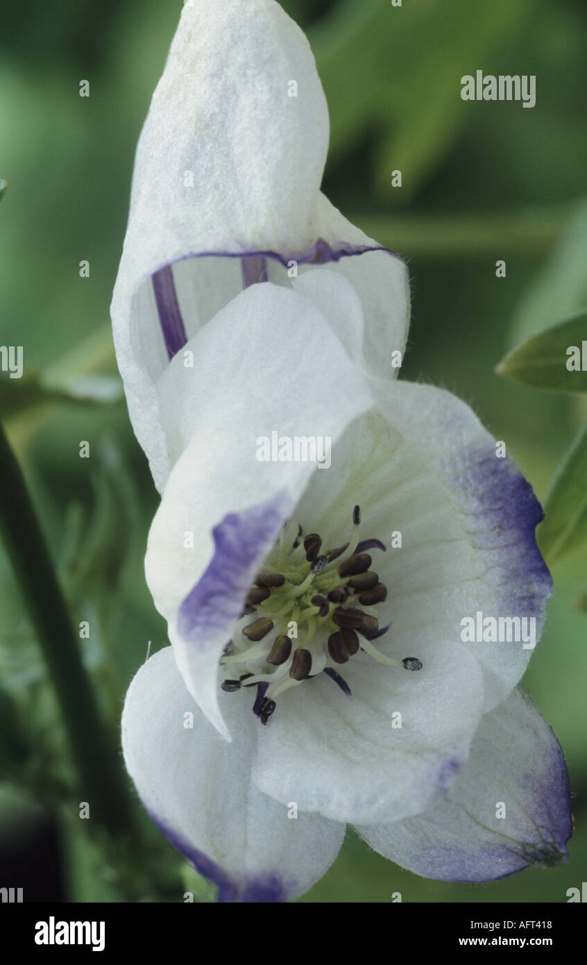 White monkshood hi-res stock photography and images - Alamy
