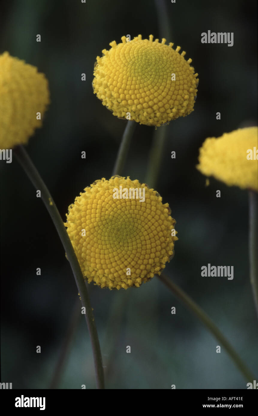 Cotula hispida hi-res stock photography and images - Alamy