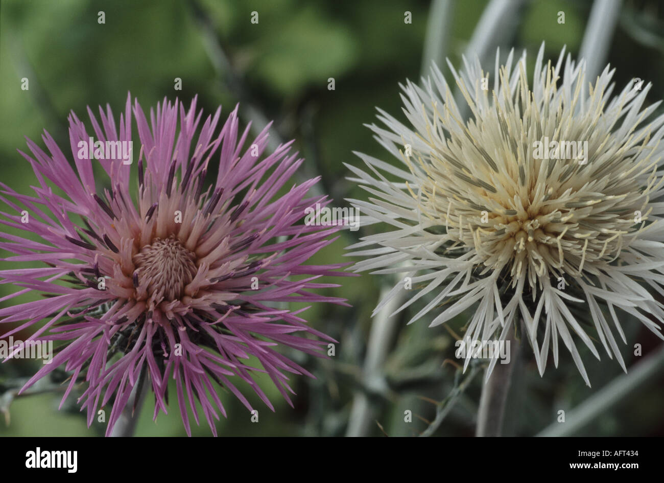Galactites tomentosa and Galactites tomentosa alba Stock Photo - Alamy