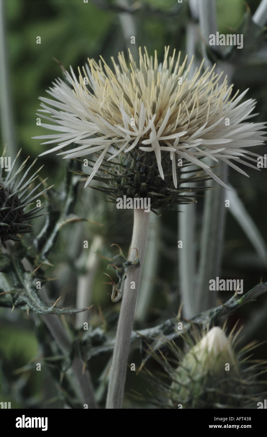 Galactites tomentosa alba Stock Photo - Alamy
