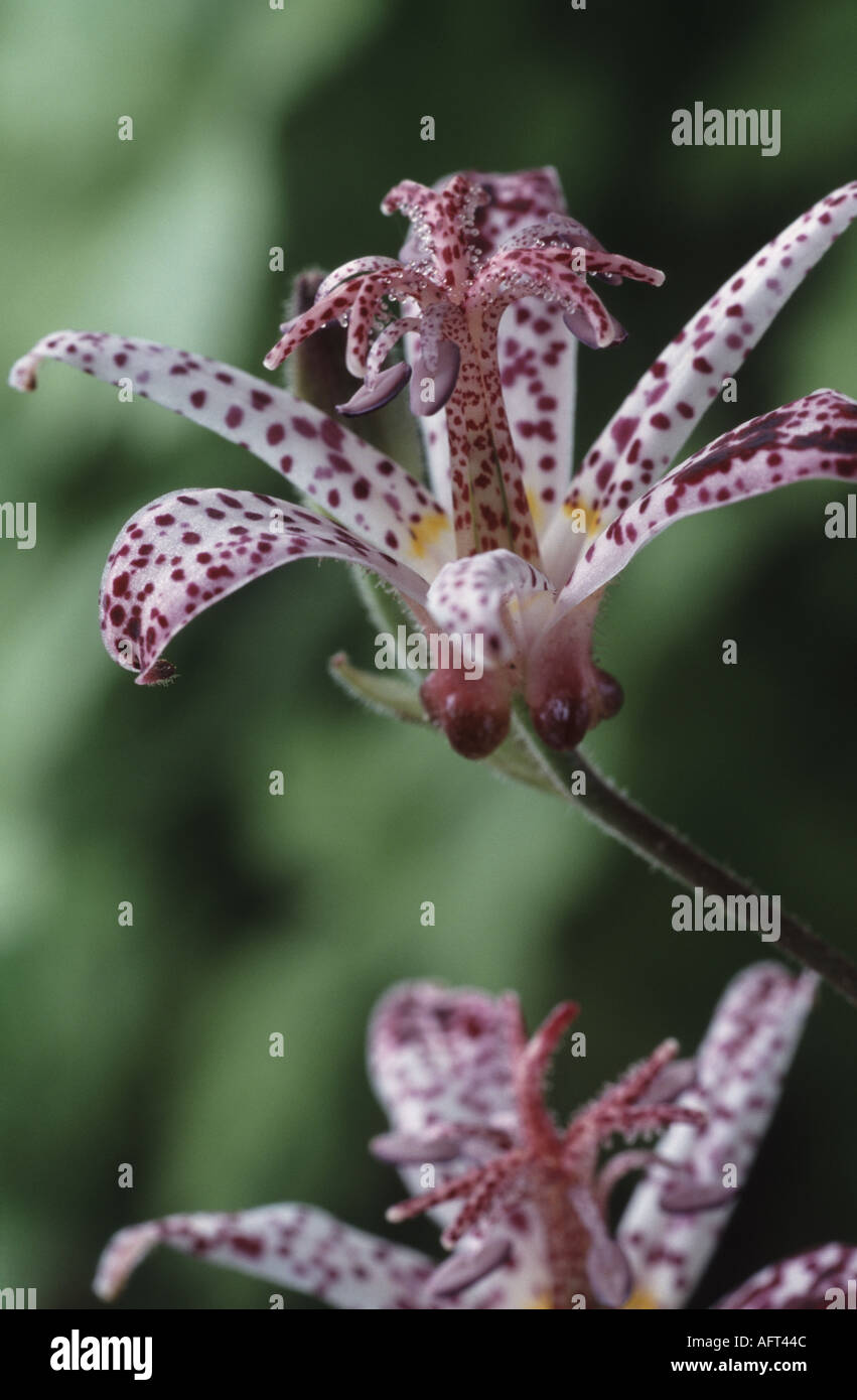 Tricyrtis hirta. Toad lily Stock Photo - Alamy