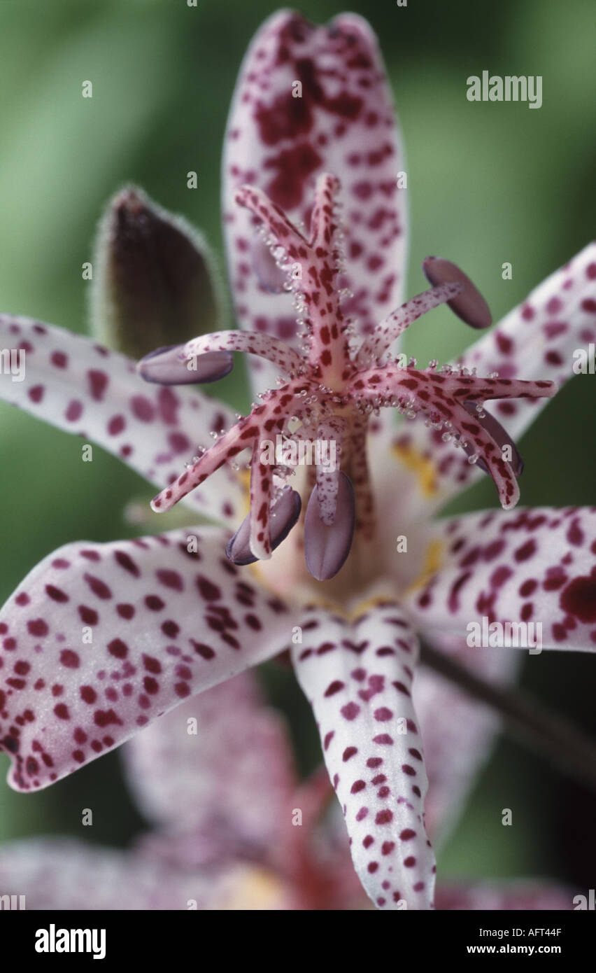 Close up flowers tricyrtis hirta hi-res stock photography and images ...