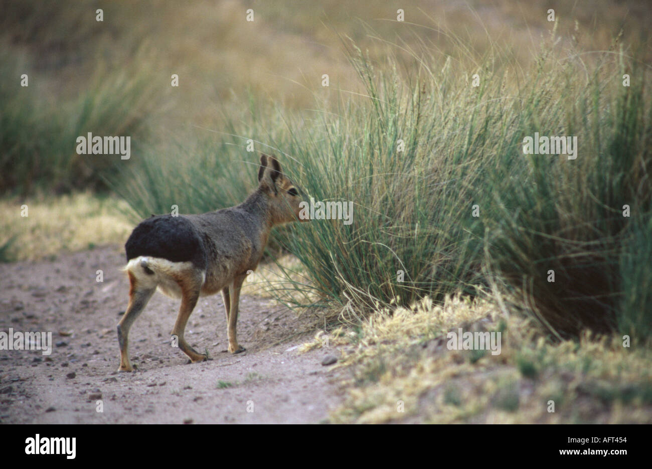 November 2003 Mara or Patagonian hare at Cabo Dos Bahias near Camarones ...