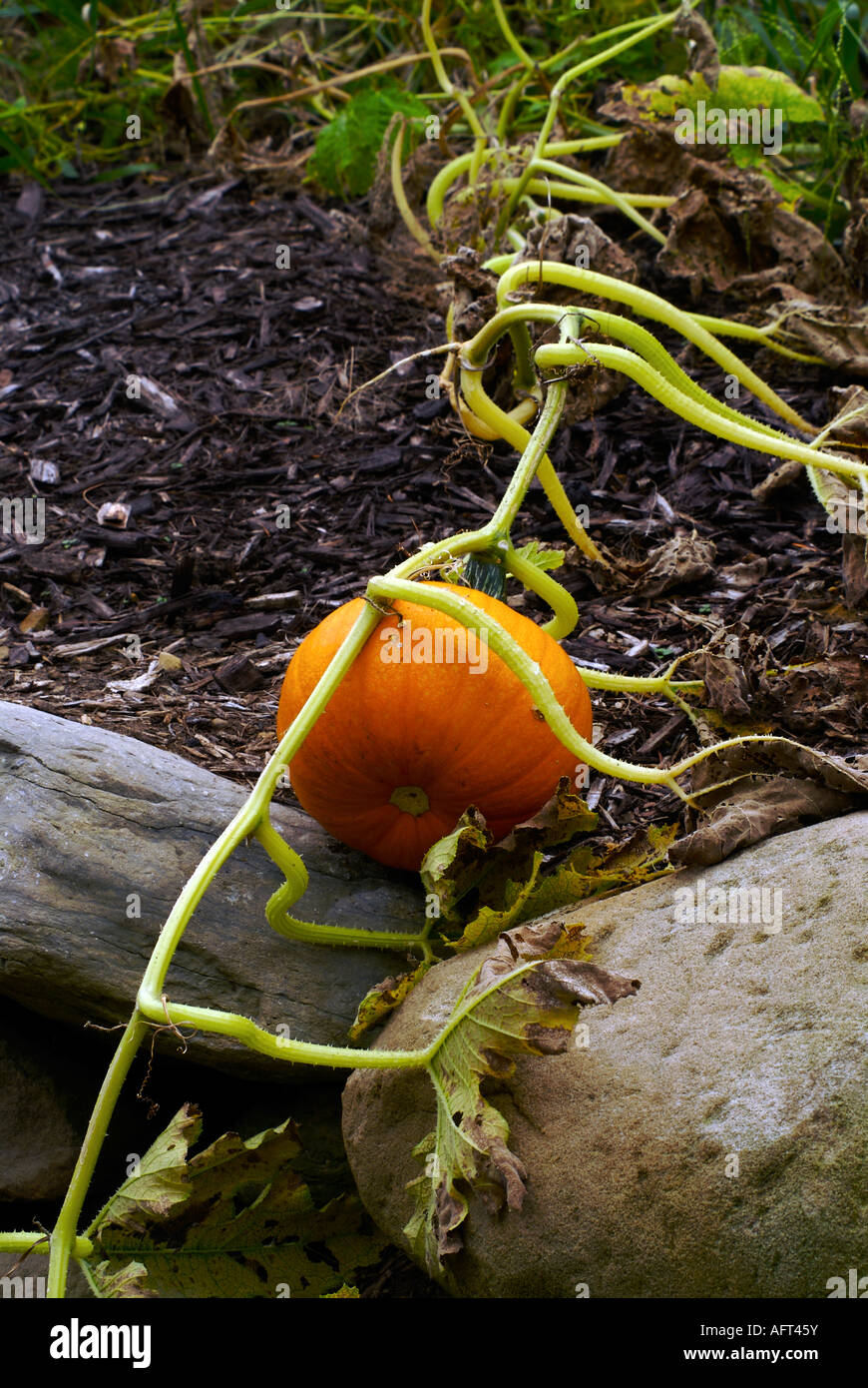 Long vine hi-res stock photography and images - Alamy