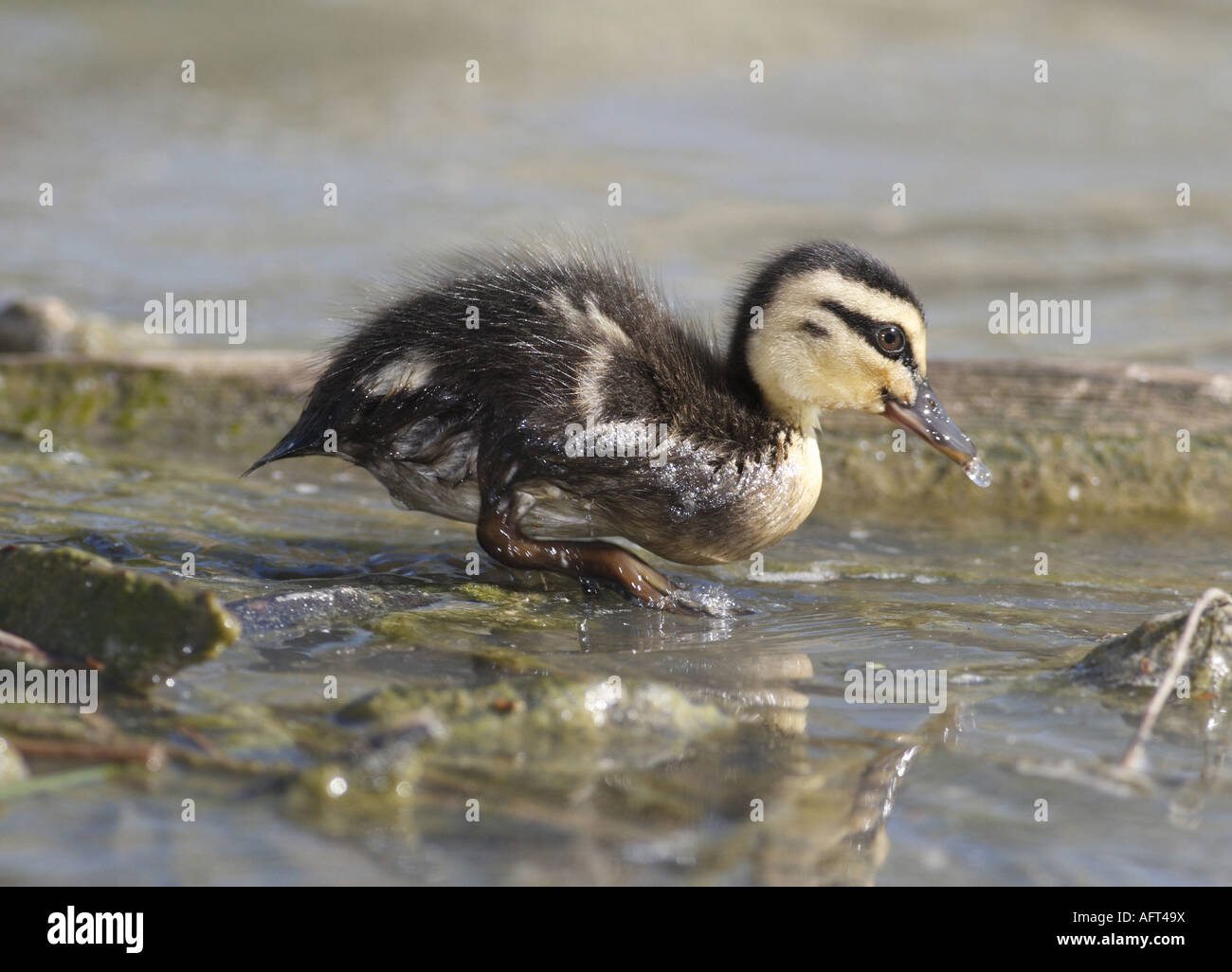 baby duck duckling in the water Stock Photo - Alamy