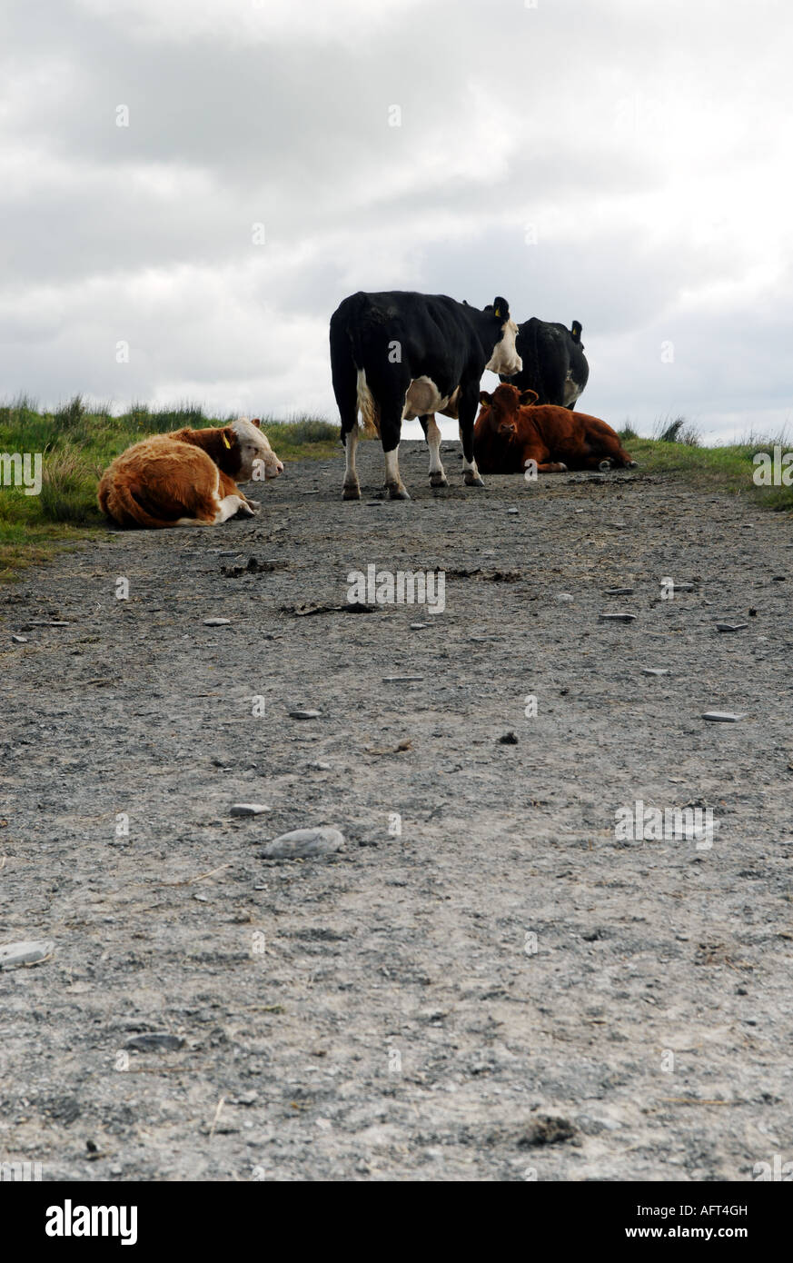 Rural road congestion hi-res stock photography and images - Alamy