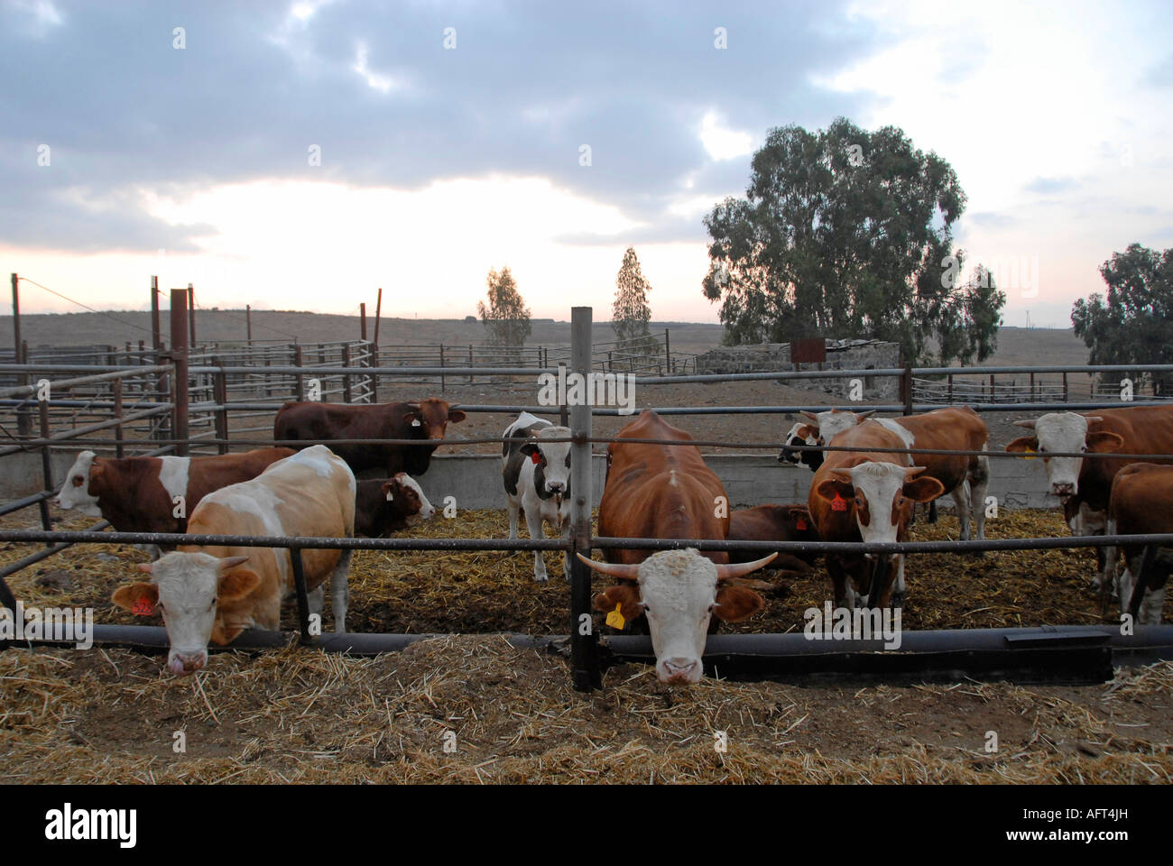 Cows in a farmyard in the Golan heights Northern Israel Stock Photo - Alamy