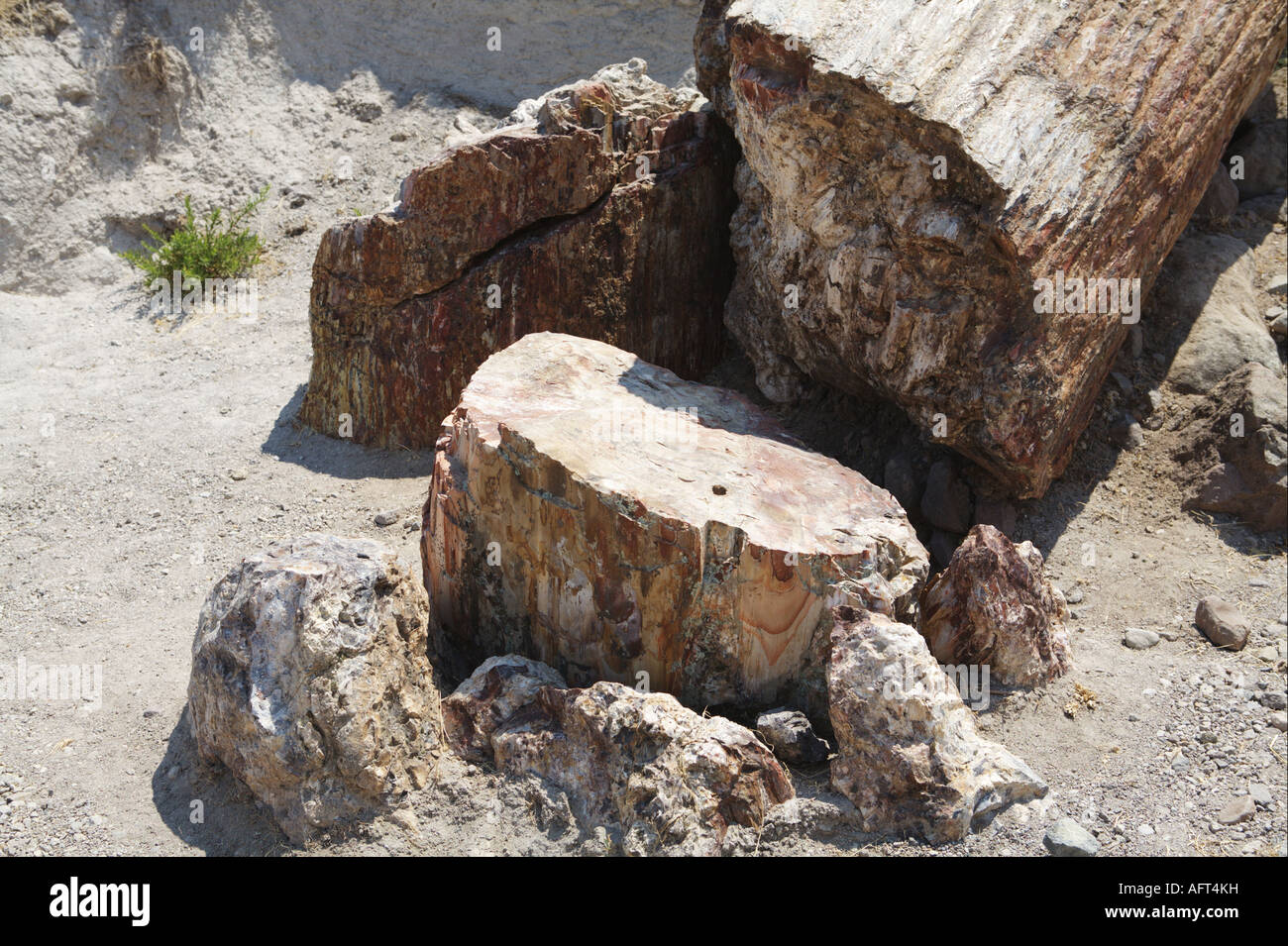Landscape in island Lesbos Territory Petrified Forest Greece Stock ...