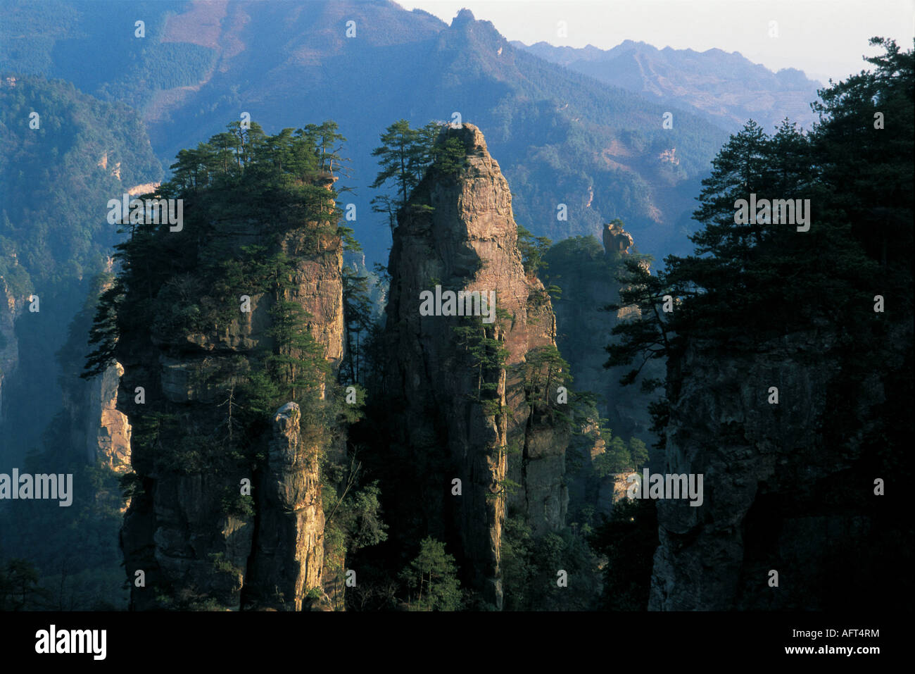 Sandstone Pillars in Wulingyuan Scenic Area Stock Photo - Alamy