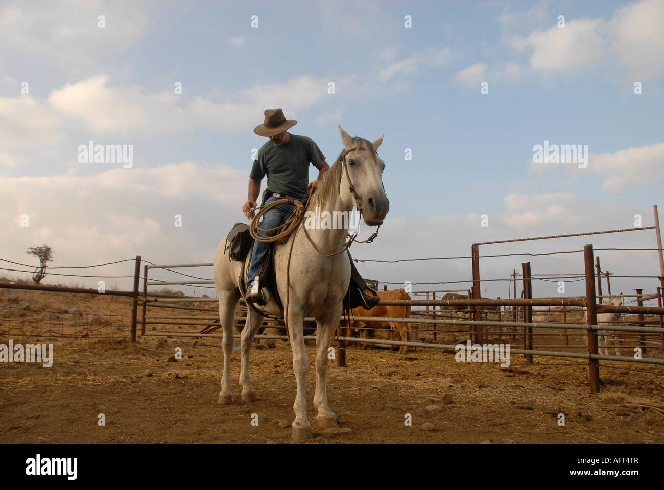An Israeli cattle herder mounted on a horse in the Golan heights ...