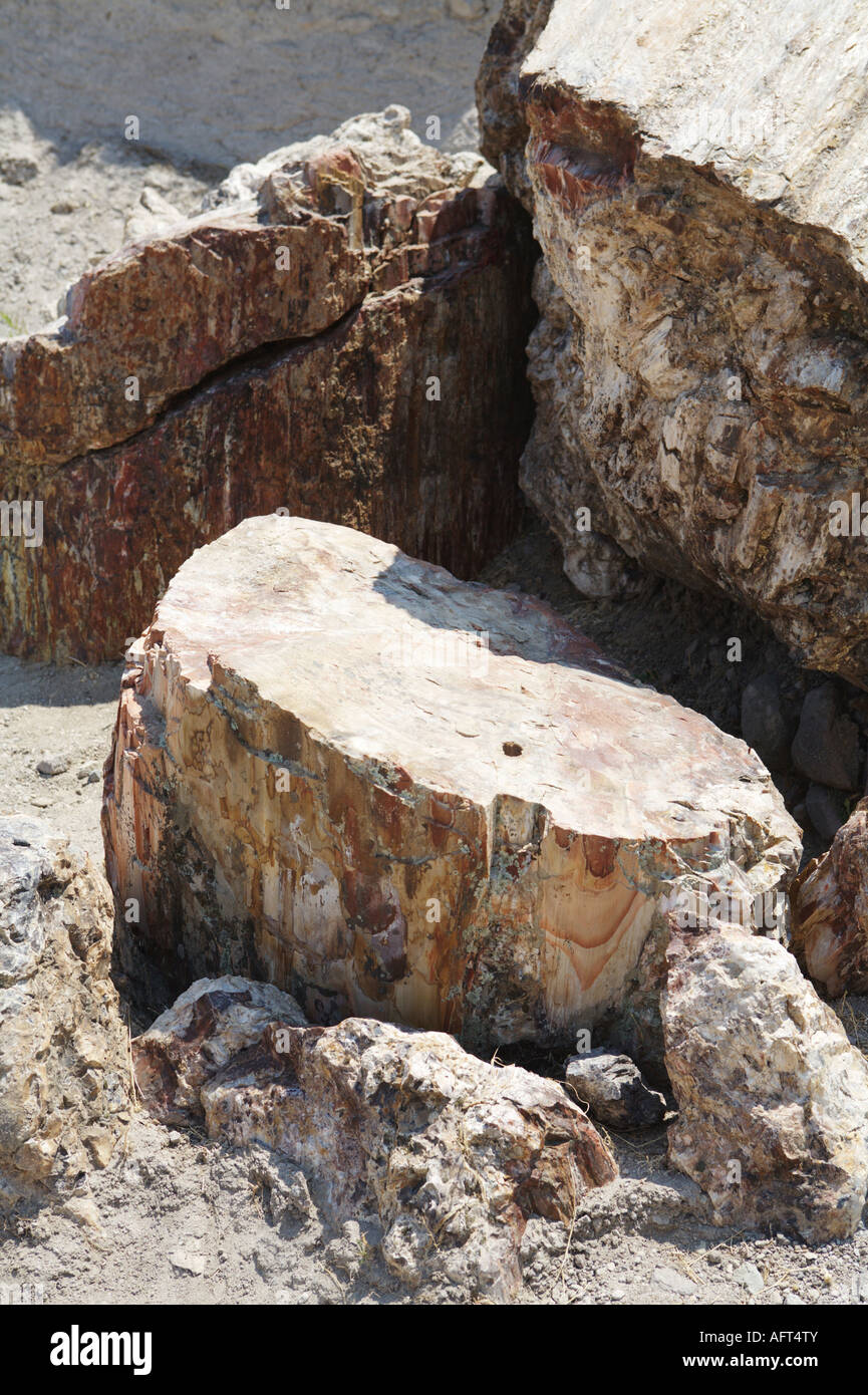 Landscape in island Lesbos Territory Petrified Forest Greece Stock ...