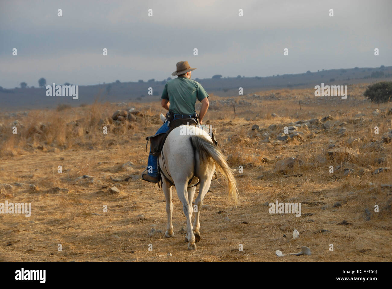 An Israeli cattle herder mounted on a horse in the Golan heights ...
