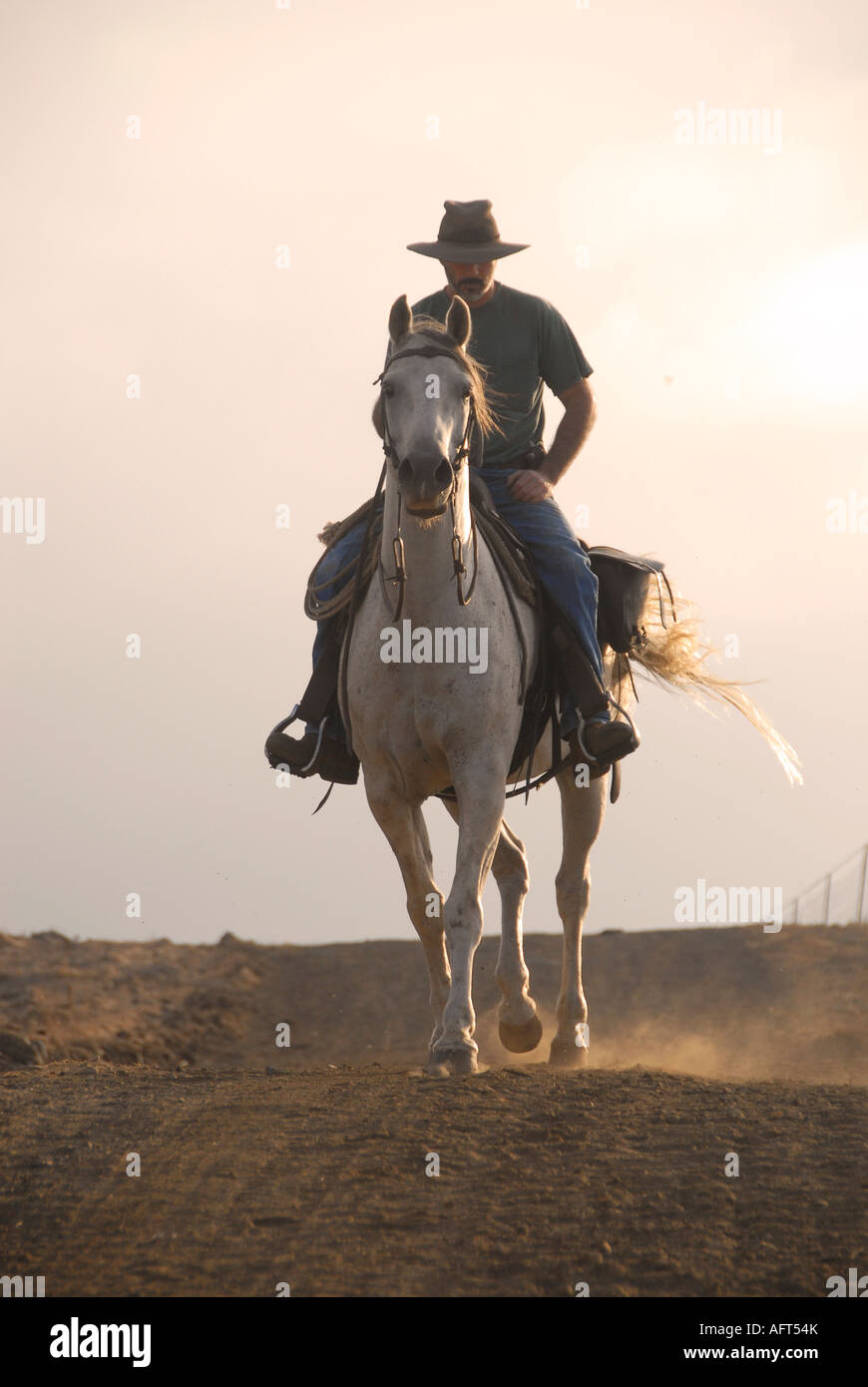 Israeli cattle hi-res stock photography and images - Alamy