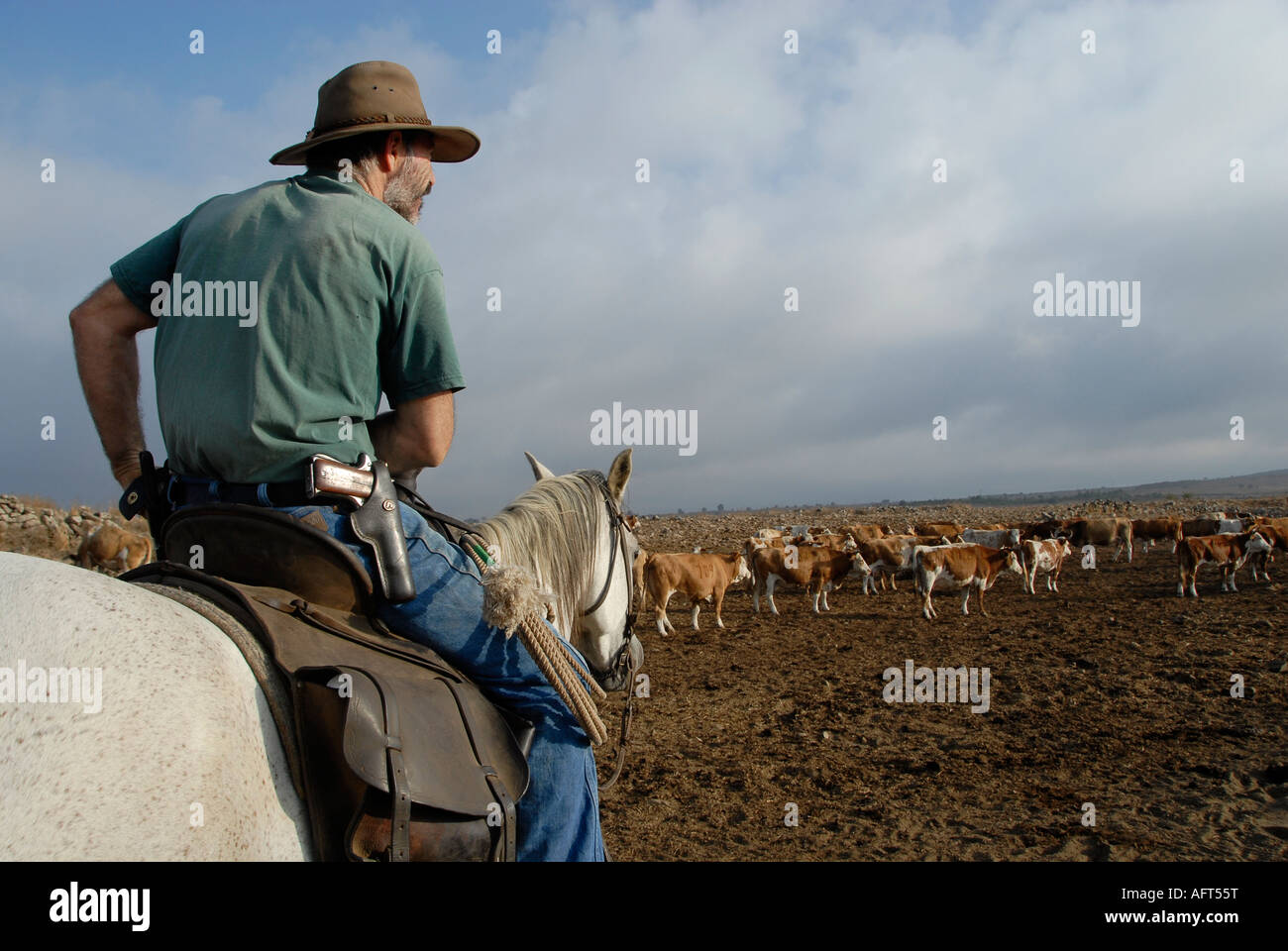 An Israeli cattle rancher mounted on a horse in the Golan heights ...