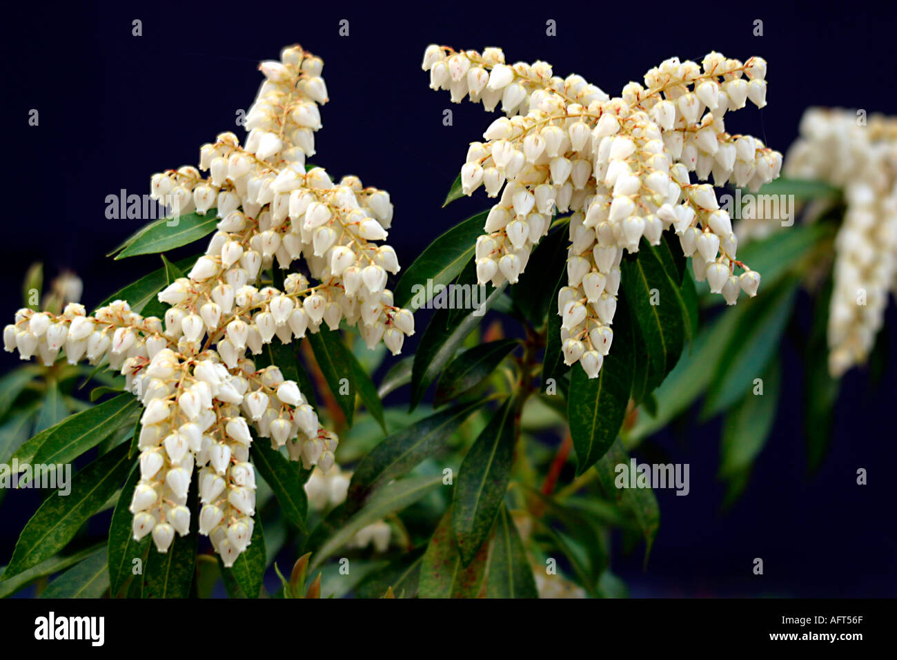 Andromedas High Resolution Stock Photography and Images - Alamy