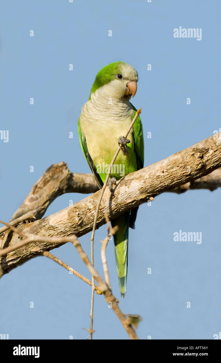 Monk Parakeet holding twig for nest building Myiopsitta monachus ...