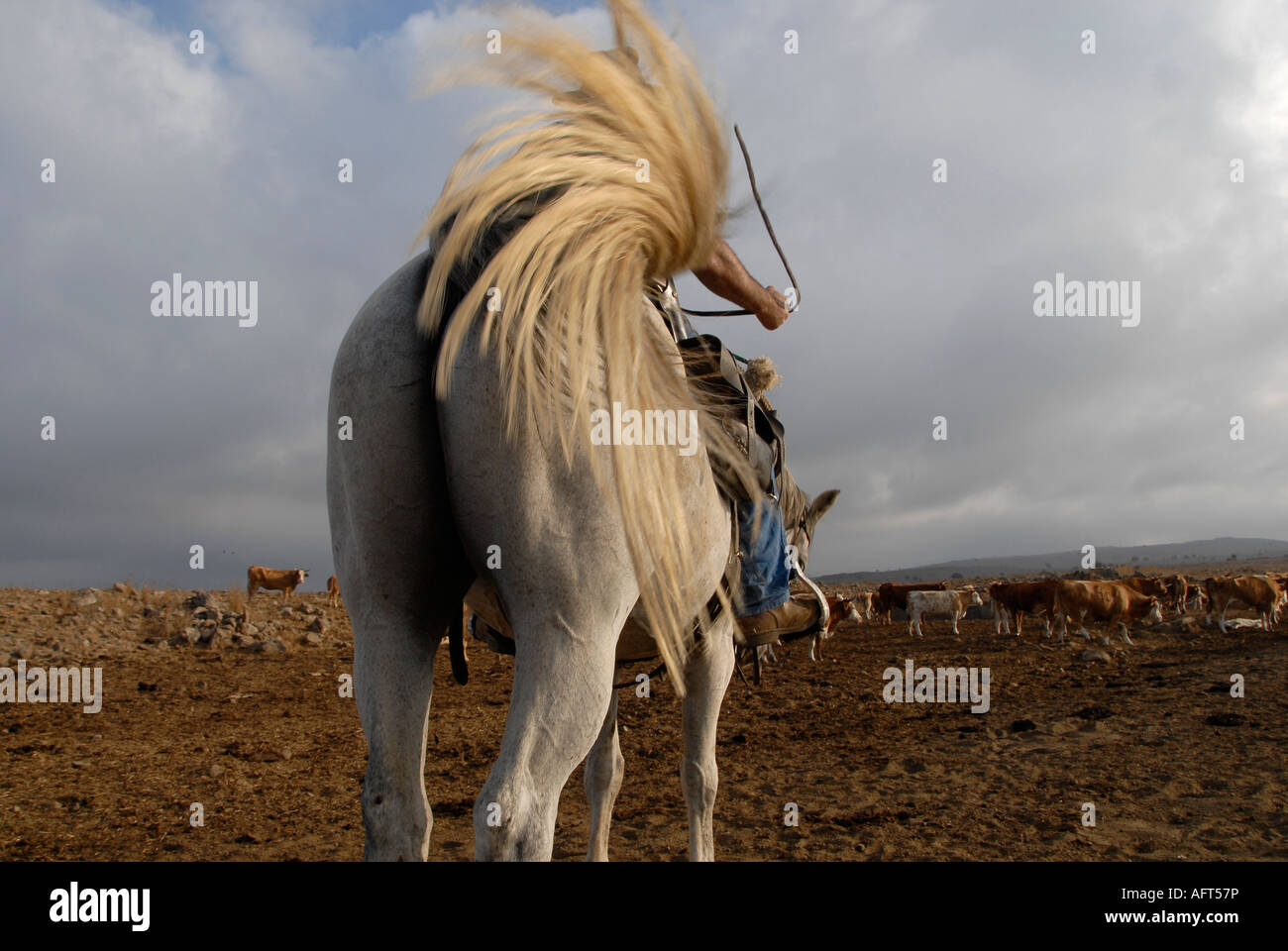 An Israeli cattle herder mounted on a horse in the Golan heights ...