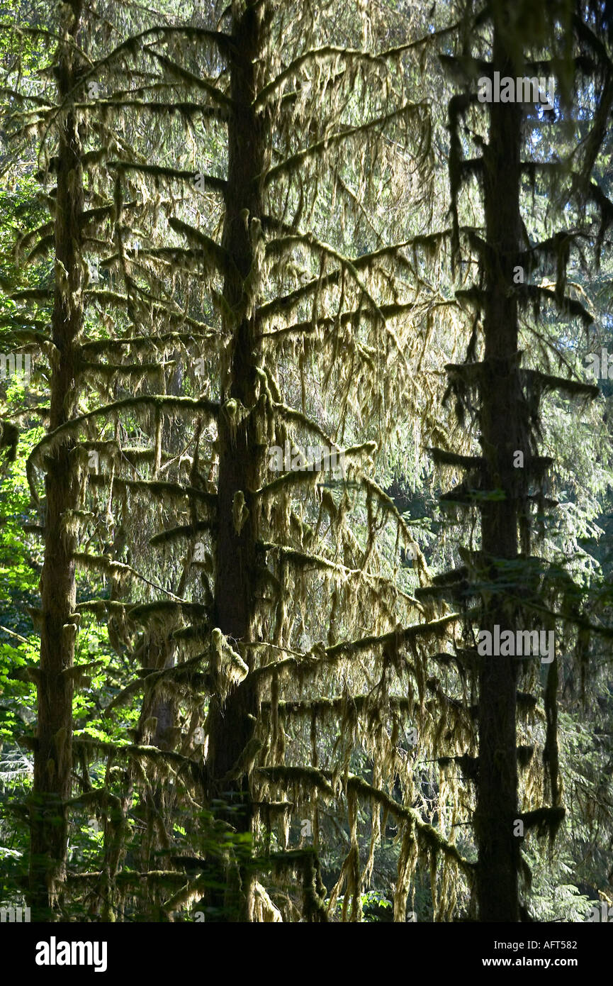 Hoh Rain Forest Seattle Washington State United States Stock Photo - Alamy