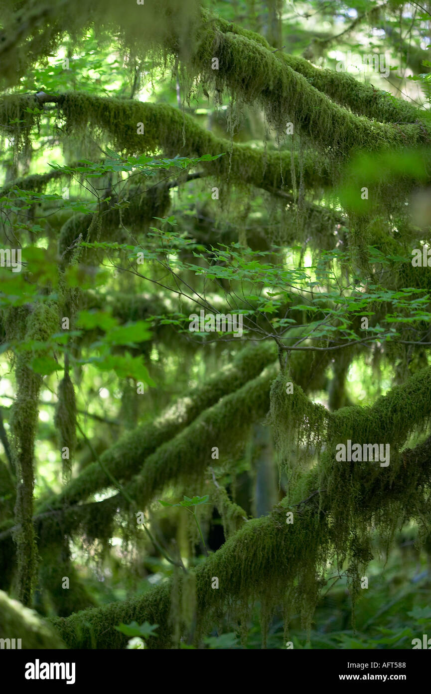 Hoh rain forest seattle washington hi-res stock photography and images ...