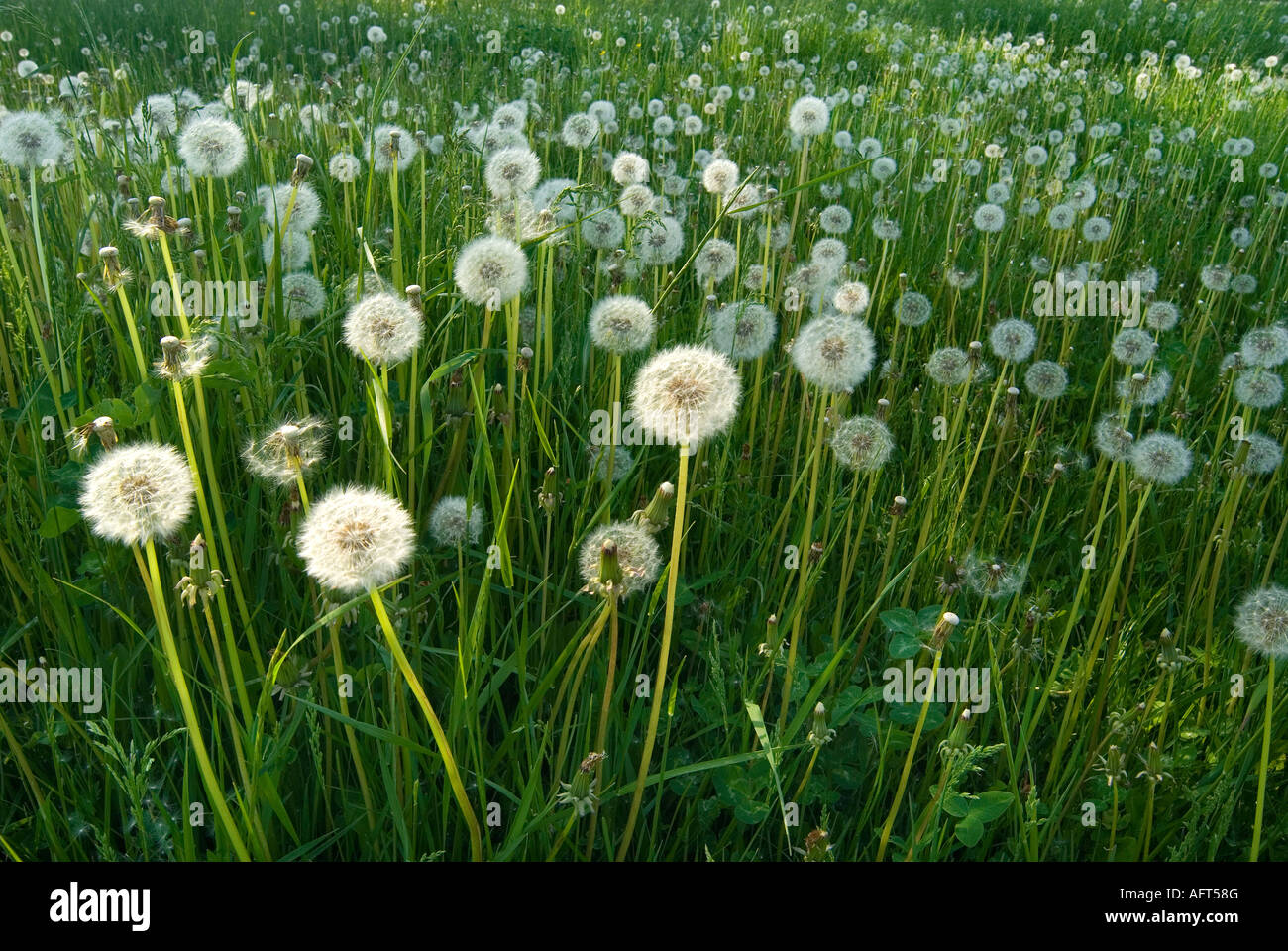 Field with dandelions Stock Photo - Alamy