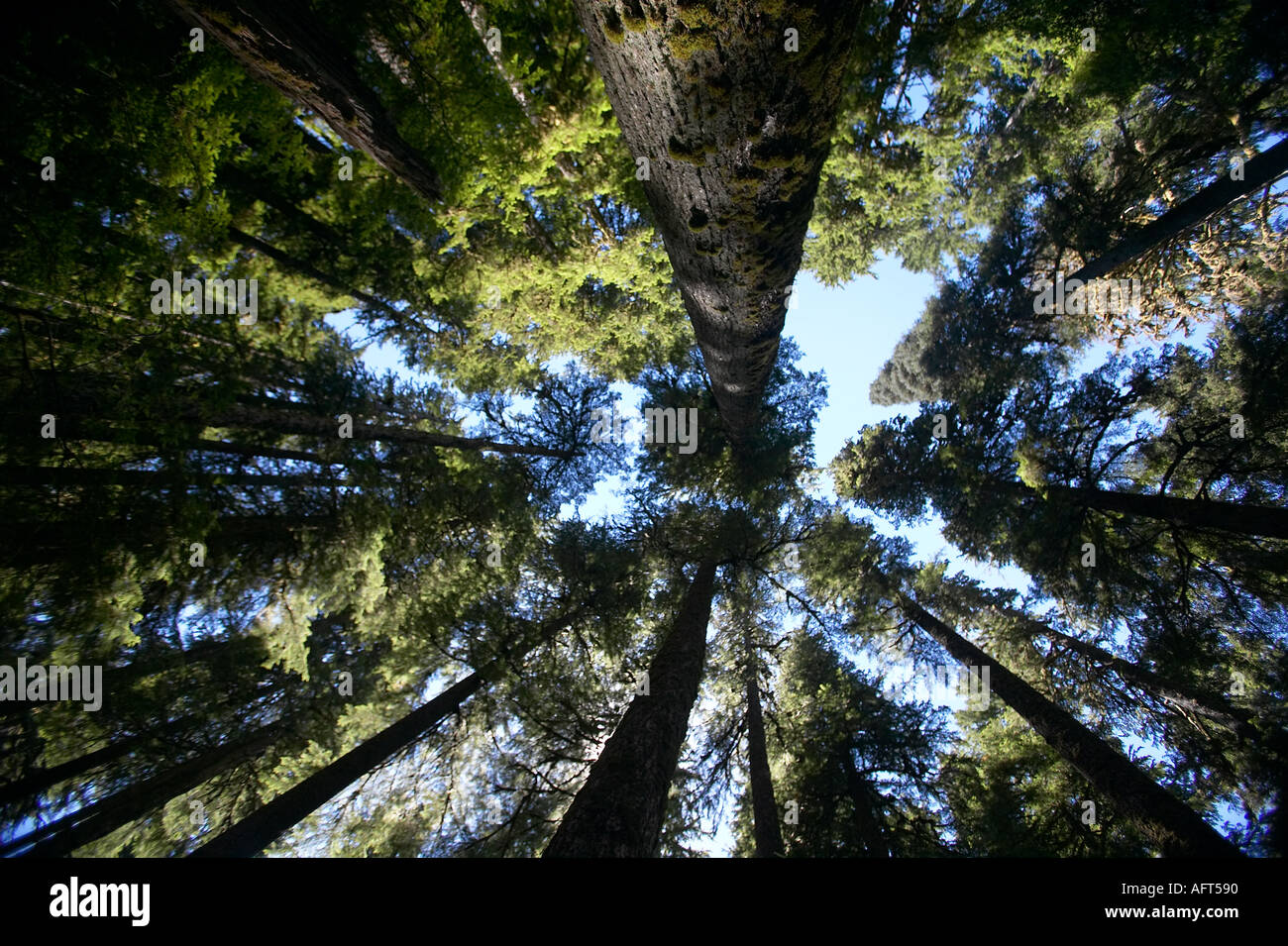 Hoh Rain Forest Seattle Washington State United States Stock Photo - Alamy
