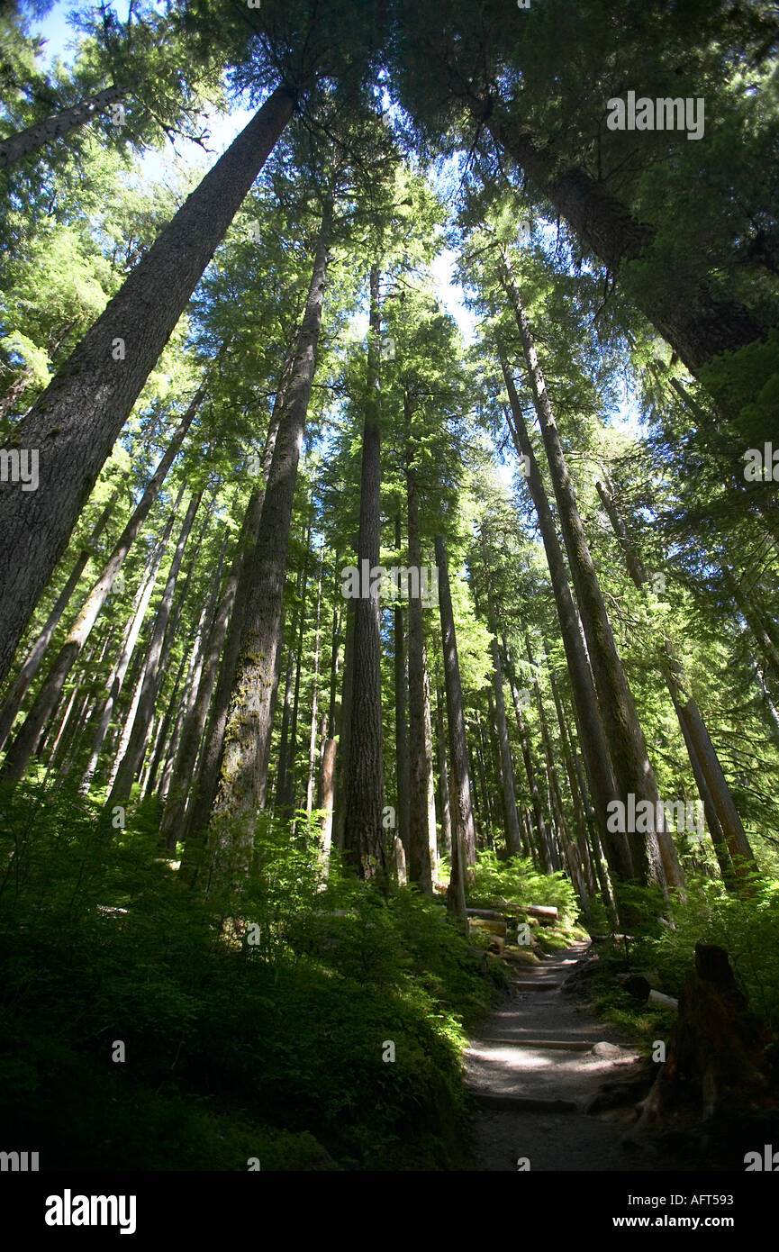 Admiration Of Big Trees High Resolution Stock Photography and Images ...