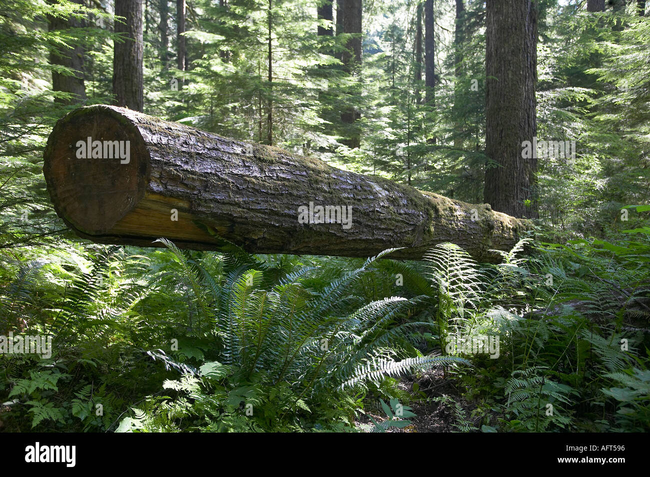 Hoh Rain Forest Seattle Washington State United States Stock Photo - Alamy