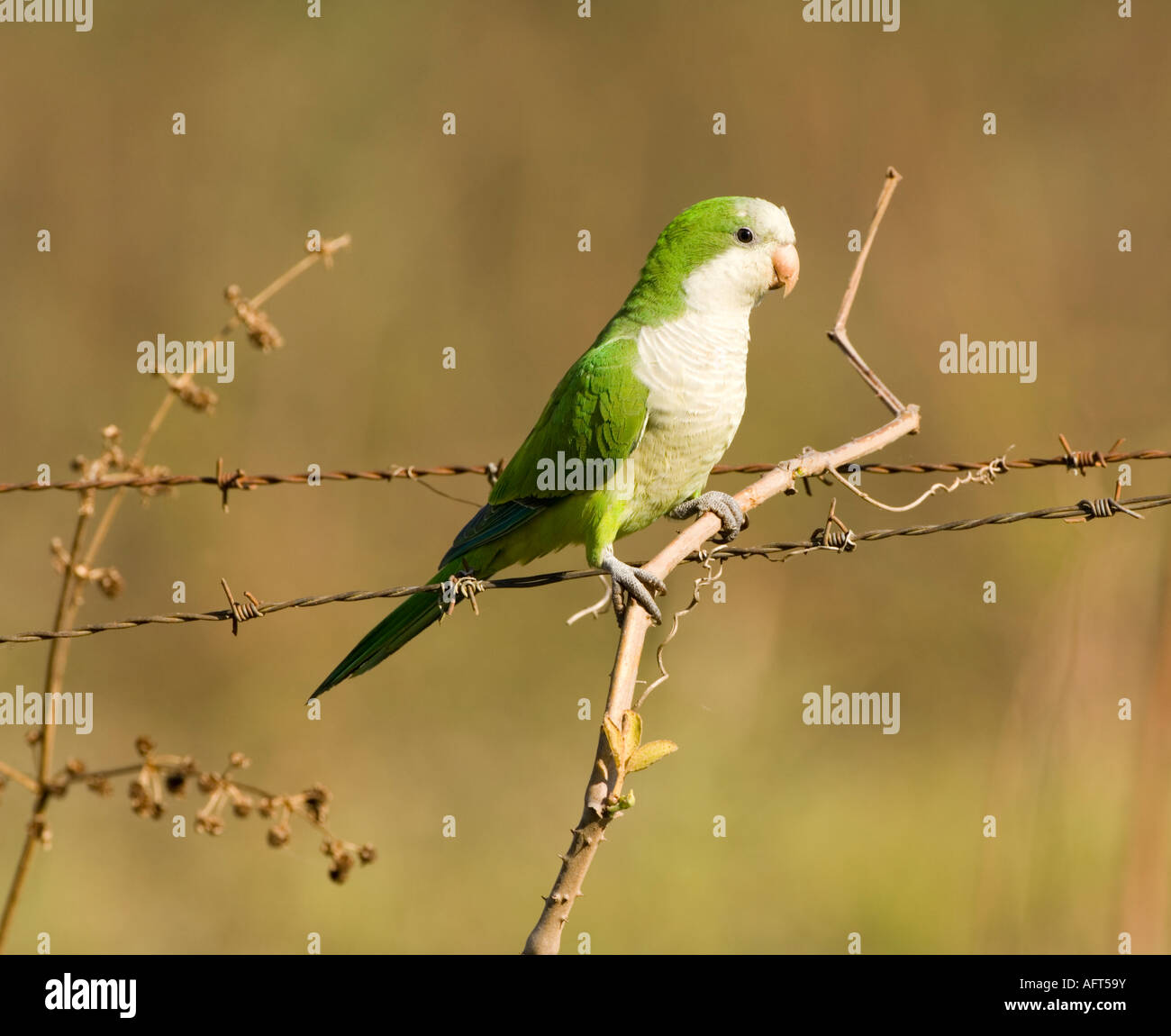 Monk Parakeet Myiopsitta monachus Pantanal Brazil Stock Photo - Alamy