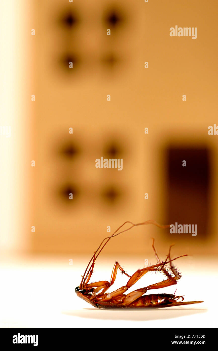 Dead Roach Pest Control Concept Symbolic Stock Photo - Alamy