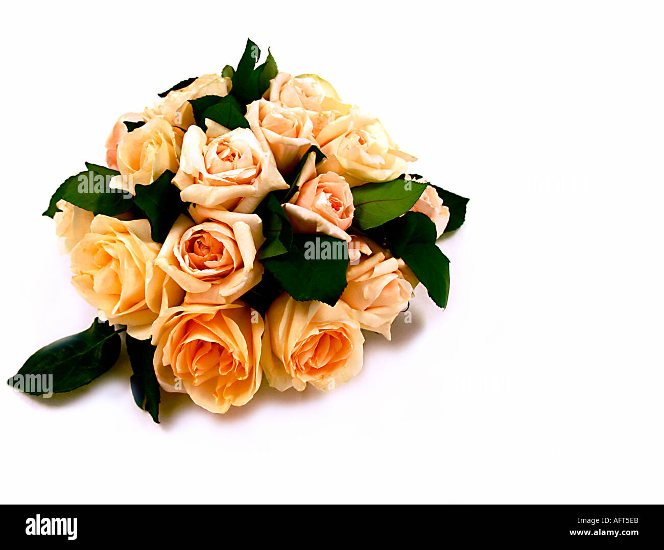 Peach roses Cut Out Stock Images & Pictures - Alamy