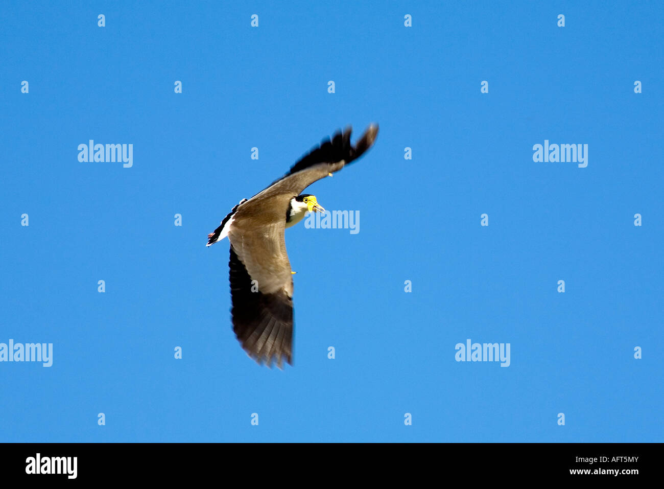 Masked plover in australia hi-res stock photography and images - Alamy