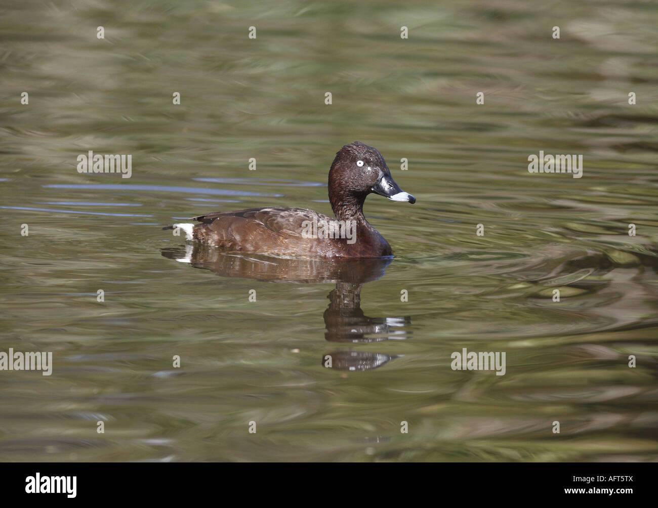 waterbird swimming in the lake Stock Photo - Alamy