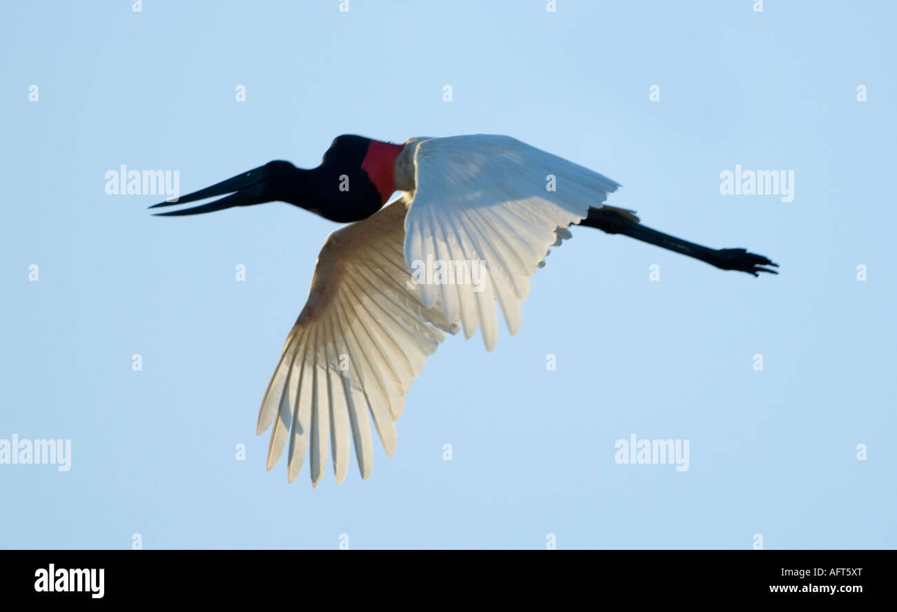 Jabiru stork flying Jabiru Mycteria Pantanal Brazil Stock Photo - Alamy