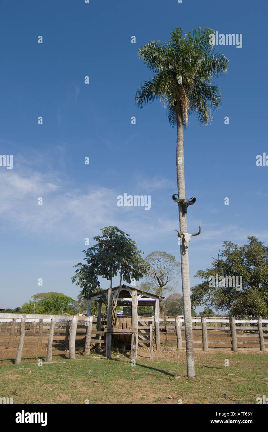 Cattle Pen Pantanal Brazil Stock Photo - Alamy