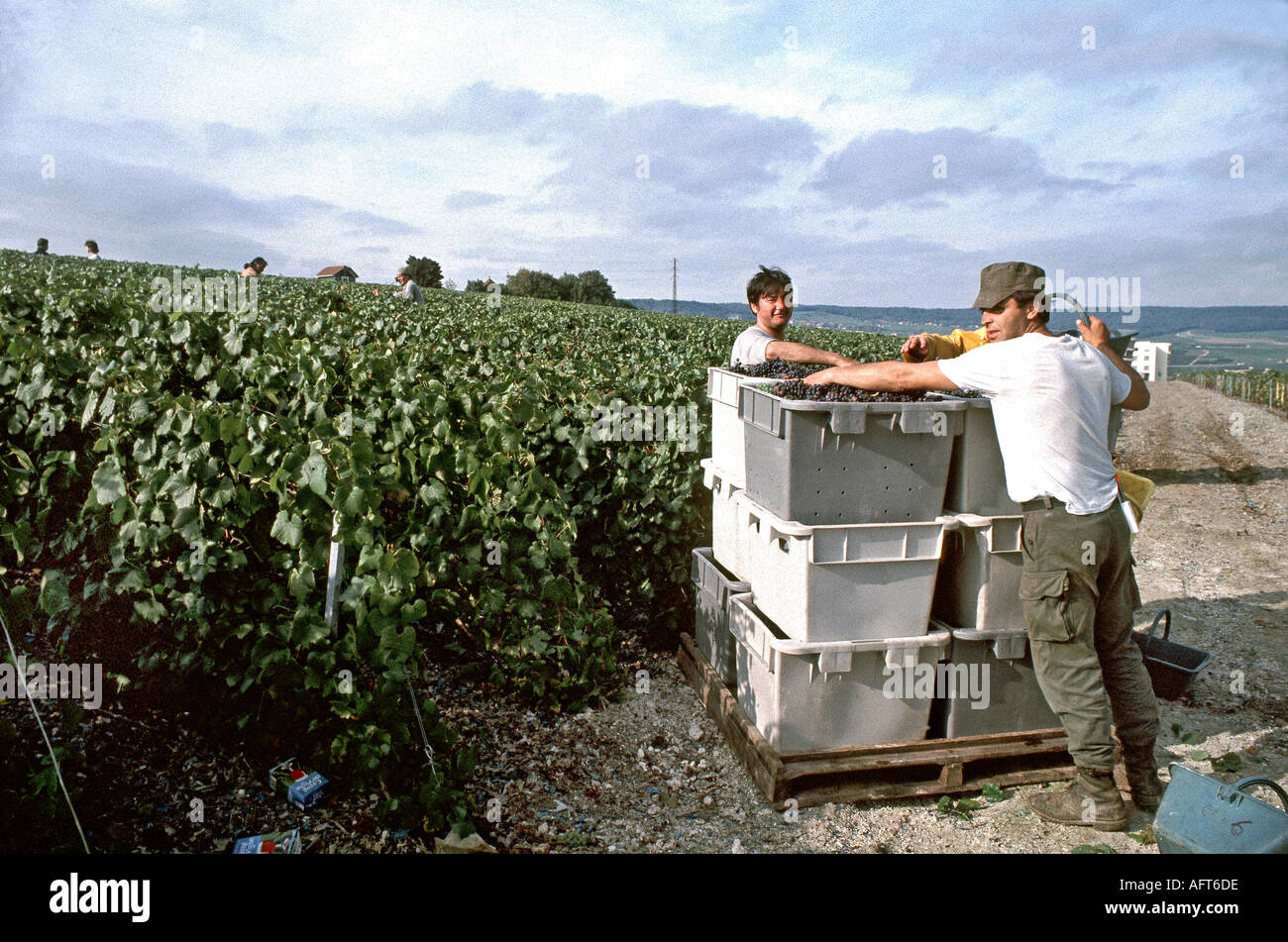 EPERNAY FRANCE, Migrant Field Workers at Work Wine Grape Harvesting in ...